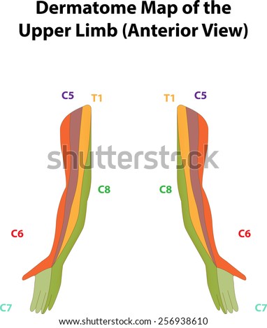 Dermatome Map Upper Limb Anterior View Stock Vector (Royalty Free ...
