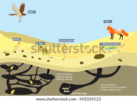 Desert Ecosystem Drawing | Free download on ClipArtMag