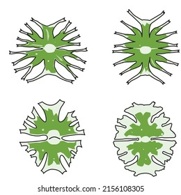 Desmids Grup Microalgae Order Desmidiales Stock Vector (Royalty Free ...
