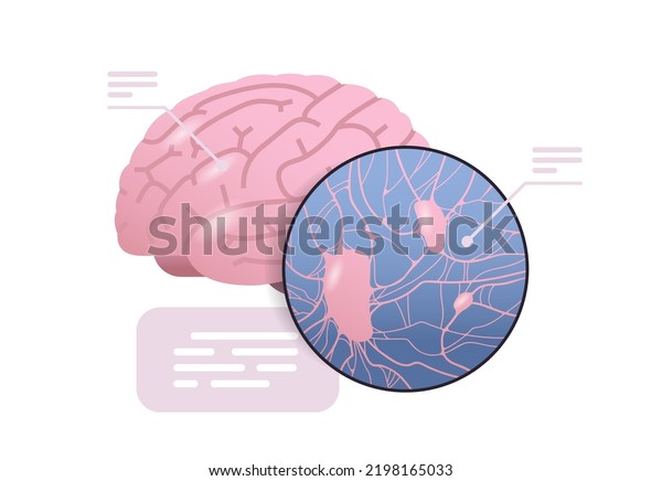 Detailed Explanation Anatomical Brain Structure Human: เวกเตอร์สต็อก ...