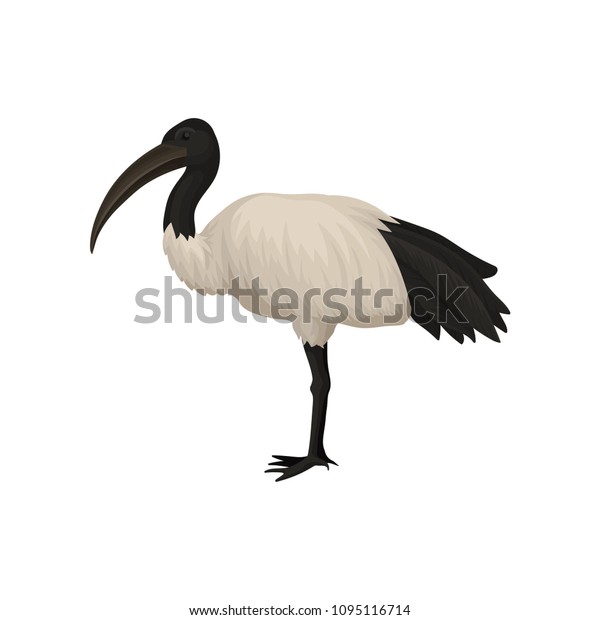 Detailed Flat Vector Icon Ibis Sacred Stock Vector (Royalty Free ... Detailed Flat Vector Icon Ibis Sacred Stock Vector (Royalty Free ...