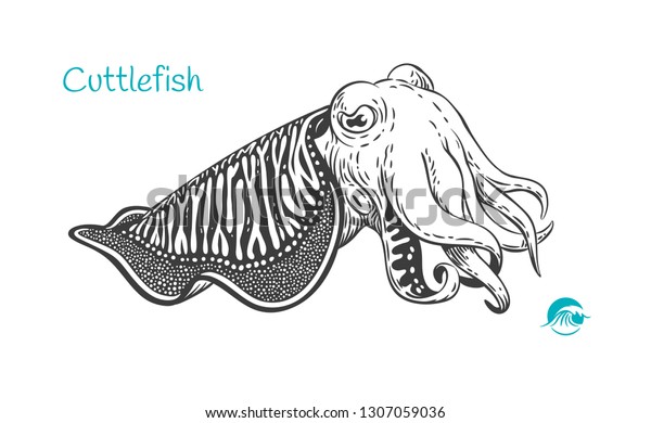 Detailed Hand Drawn Vector Black White Stock Vector (Royalty Free ...