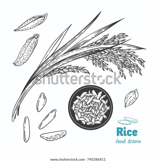Detailed Hand Drawn Vector Black White Stock Vector (Royalty Free ...
