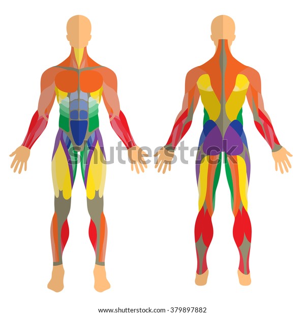 Detailed Illustration Human Muscles Exercise Anatomy Stock Vector ...