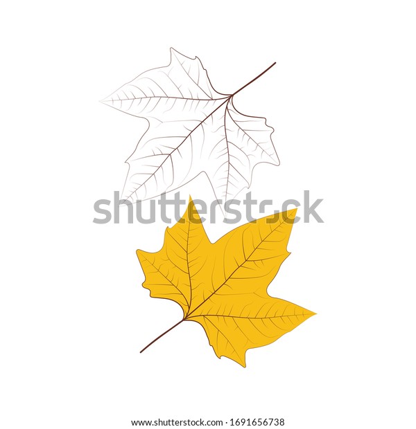 Detailed Leaf Drawing Hand Drawn Yellowed Stock Vector (Royalty Free ...