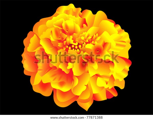 Detailed Marigold Flower Vector Illustration Stock Vector Royalty Free