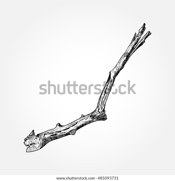 Detailed Precise Ink Drawing Wood Twig Stock Vector (Royalty Free ...