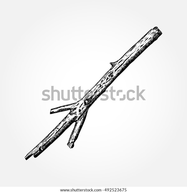 Detailed Precise Ink Drawing Wood Twig Stock Vector (Royalty Free ...