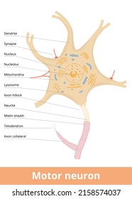 Detailed Structure Motor Neuron Cell Myelin Stock Vector (Royalty Free ...