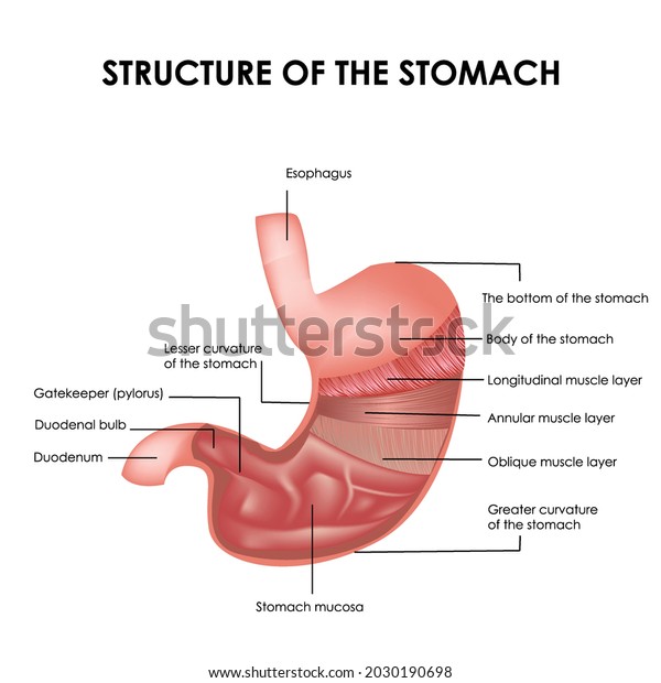 Detailed Structure Stomach Stomach Muscles Realistic Stock Vector ...