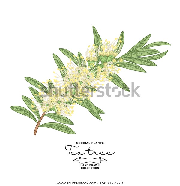 Detailed Tea Tree Branch Flowers Isolated Stock Vector (Royalty Free ...