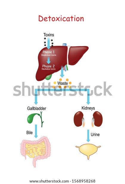 Detox Pathways Explained Entering Toxins Liver Stock Vector (Royalty ...