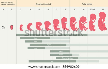 Development Embryo Prenatal Development Baby Week Stock Vector (Royalty ...