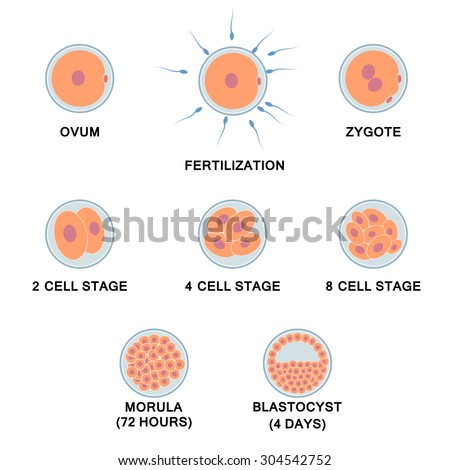 Development Human Embryo Images Stages Ovum Vector de stock (libre de ...