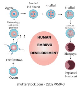 Development Human Embryo Ovulation Implantation Blastocyst Stock Vector ...