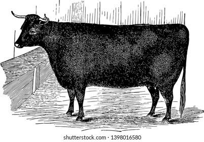 75 Red heifer Stock Vectors, Images & Vector Art | Shutterstock