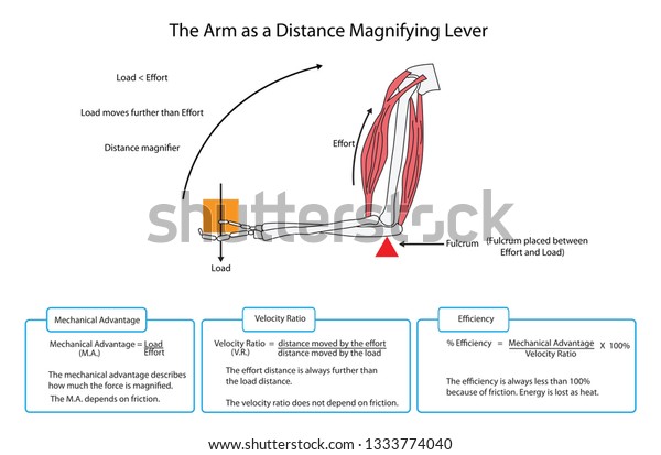 Diagram Arm Simple Lever Descriptions Formulae Stock Vector (Royalty ...