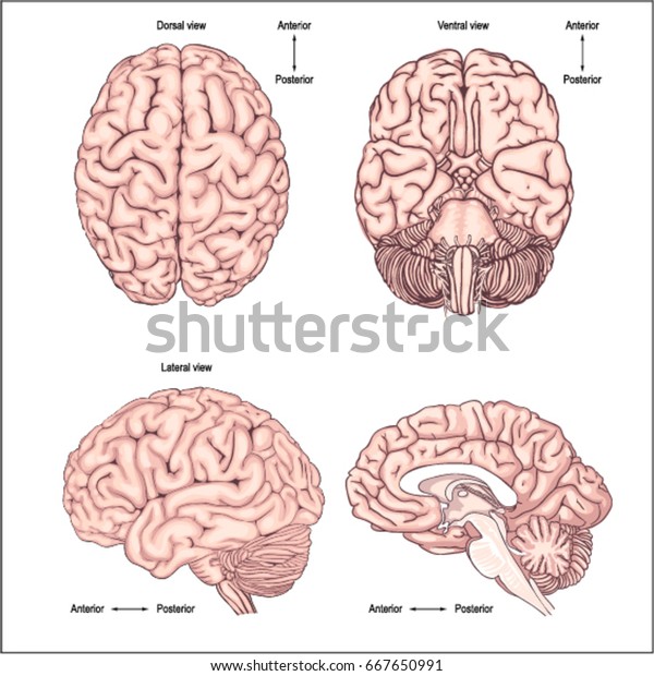 Diagram of the brain from the top side front and back/ Realistic image ...