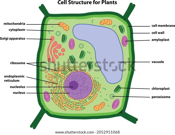 Diagram Cell Structure Plant Stock Vector (Royalty Free) 2052951068 ...