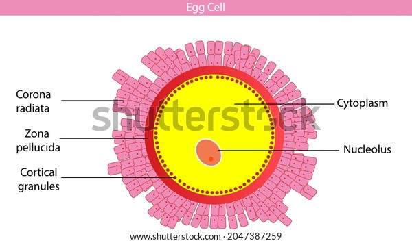 Diagram Egg Cell Human Stock Vector (Royalty Free) 2047387259 ...