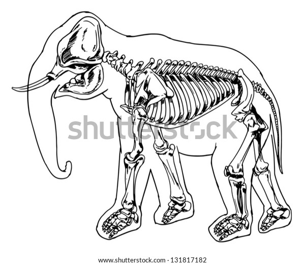 Diagram Elephant Skeleton Stock Vector (Royalty Free) 131817182 ...