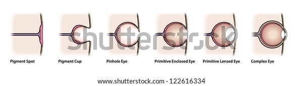 Diagram Evolution Eye Stock Vector (Royalty Free) 122616334 Diagram Evolution Eye Stock Vector (Royalty Free) 122616334