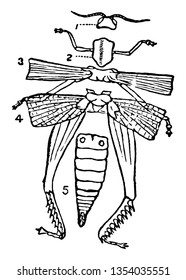 Diagram External Structure Insect Which Head Stock Vector (Royalty Free ...