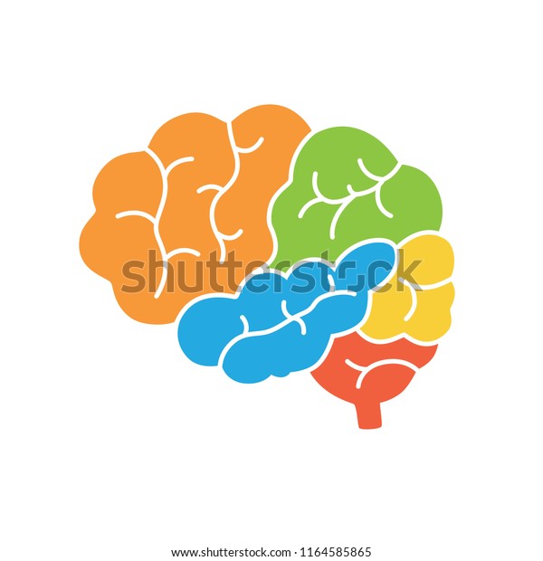 Diagram Human Brain Side View Anatomy 库存矢量图（免版税）1164585865 | Shutterstock