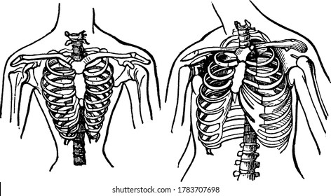 Breastbone Images, Stock Photos & Vectors | Shutterstock