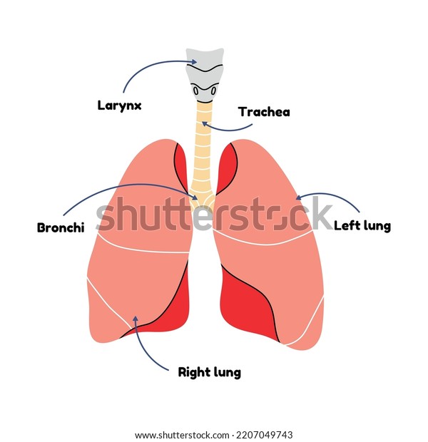 Diagram Human Lungs Flat Line Vector Stock Vector (Royalty Free ...
