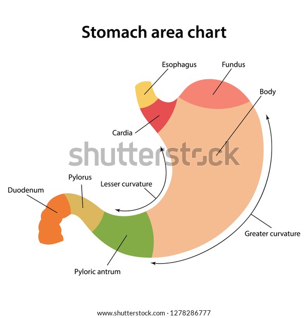 Understanding The Human Stomach Anatomy With Labeled Diagrams