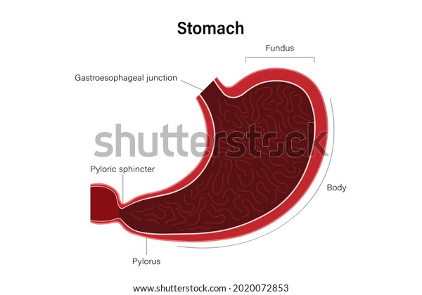 Diagram Human Stomach Vector Digestive Organ Stock Vector (Royalty Free ...