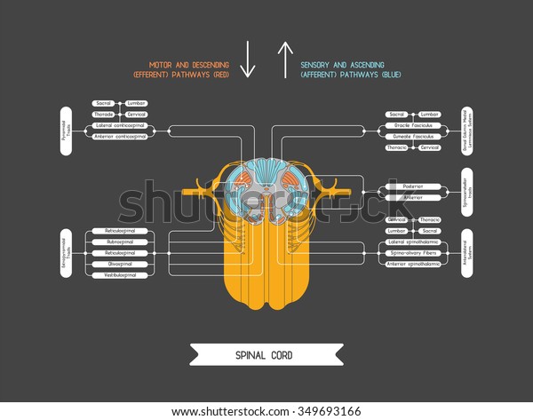 Diagram Illustrating Structure Spinal Cord Made Stock Vector (Royalty ...