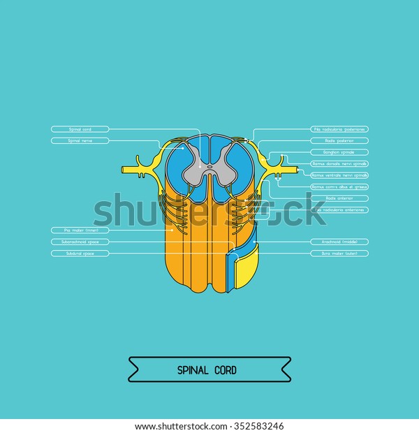 Diagram Illustrating Structure Spinal Cord Made Stock Vector (Royalty ...