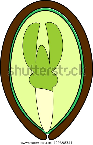 Diagram Internal Structure Dicot Seed Embryo Stock Vector (Royalty Free ...
