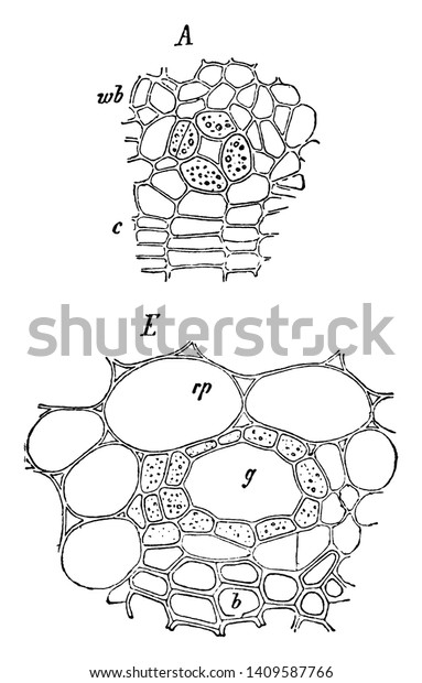 Diagram Ivy Stem Cross Section Which Stock Vector (Royalty Free ...