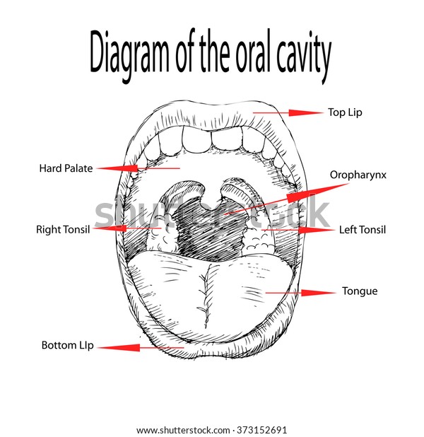 Diagram Oral Cavity Stock Vector (Royalty Free) 373152691 | Shutterstock