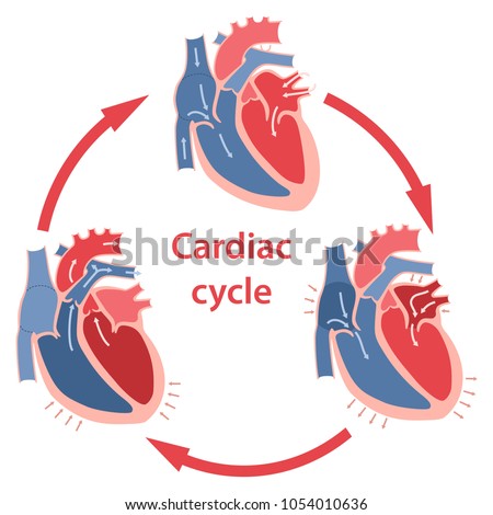 Cardiac Cycle Drawing | Free download on ClipArtMag