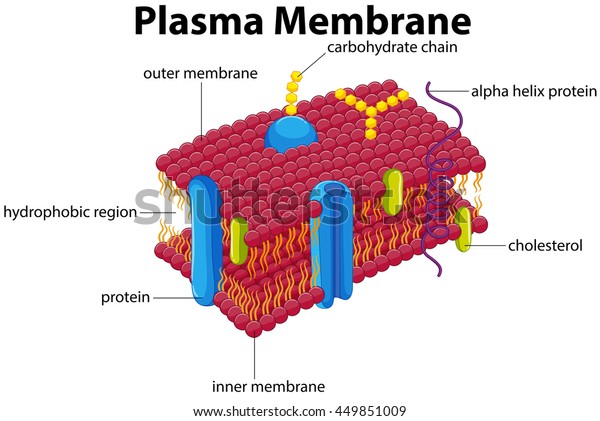 Diagram Plasma Membrane Illustration Stock Vector (Royalty Free) 449851009