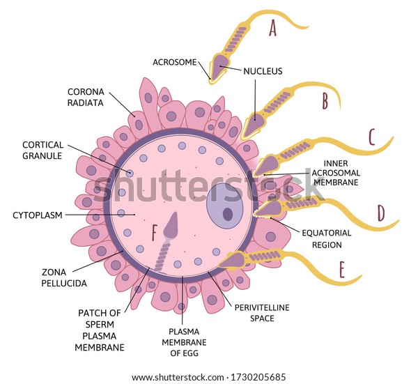 Diagram Sequence Events Penetration Egg Spermatozoon Stock Vector ... Diagram Sequence Events Penetration Egg Spermatozoon Stock Vector ...