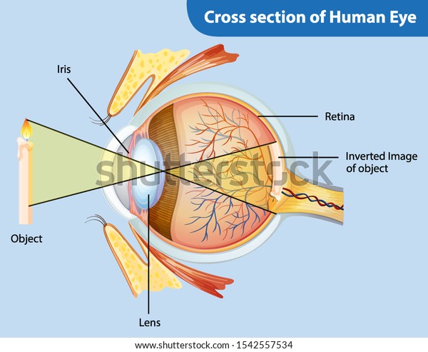 Diagram Showing Cross Section Human Eye Stok Vektör (Telifsiz) 1542557534