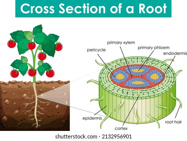 Diagram Showing Cross Section Root Illustration Stock-vektor ...