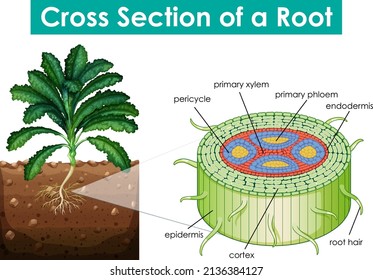 Diagram Showing Cross Section Root Illustration Stock Vector (Royalty ...