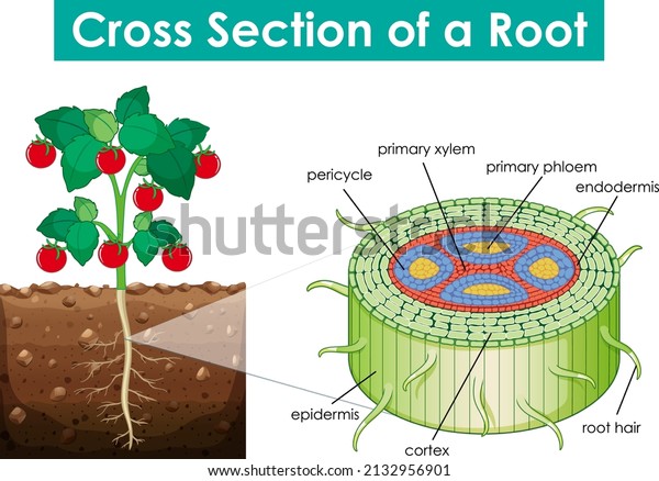 Diagram Showing Cross Section Root Illustration Stock-vektor ...
