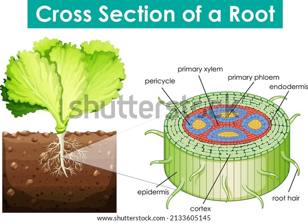 Diagram Showing Cross Section Root Illustration: vetor stock (livre de ...