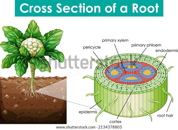 Vektor Stok Diagram Showing Cross Section Root Illustration (Tanpa ...