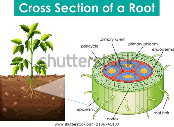 Diagram Showing Cross Section Root Illustration: Vector có sẵn (miễn ...