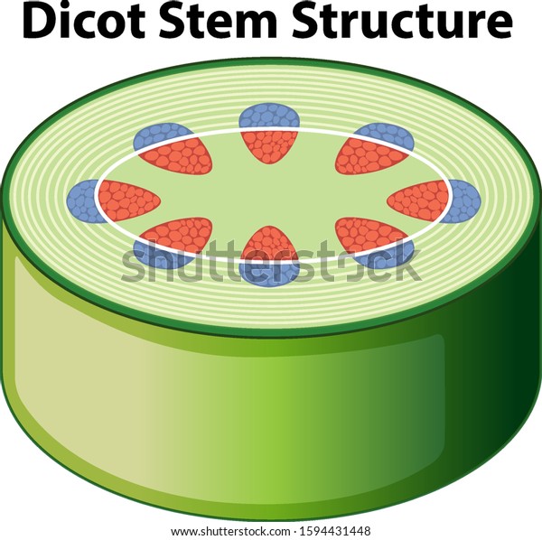 Diagram Showing Dicot Stem Structure Illustration Stock Vector (Royalty ...