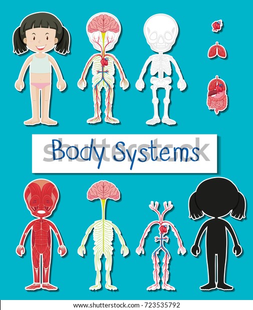 Stock vektor „Diagram Showing Different Body Systems Human“ (bez ...