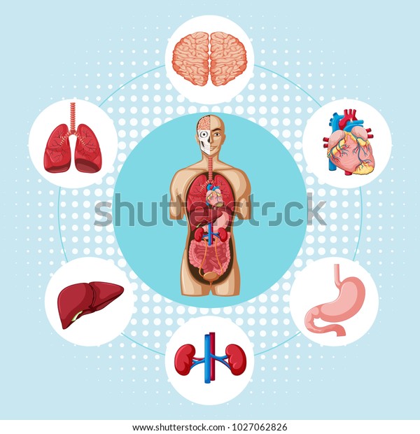 Diagram Showing Different Organs Human Illustration Stock Vector ...